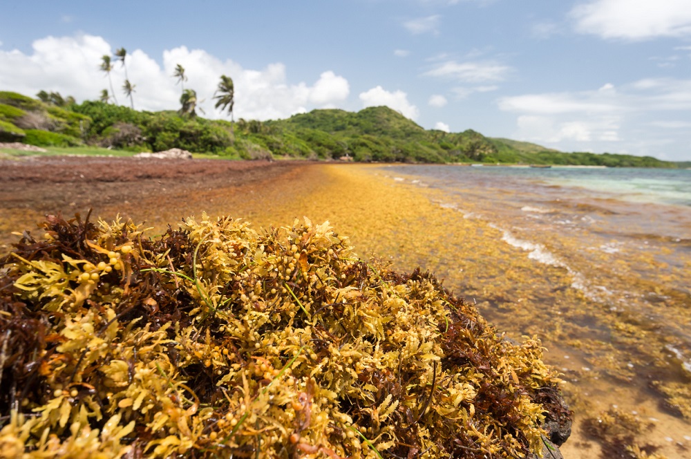 SAMtool: Detection and monitoring of Sargassum - CLS